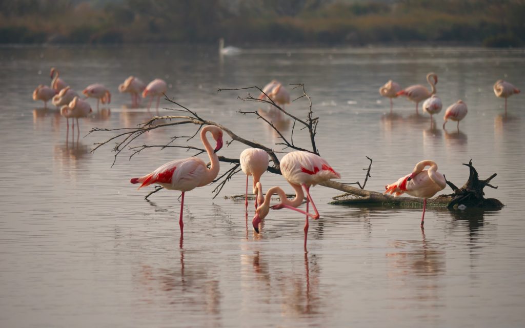 Flamands Rose - La Bastide des Joncas